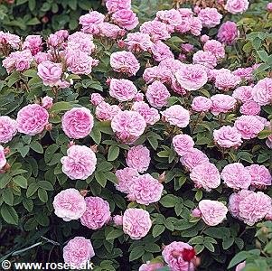 Aimable Amie - 17 - Gallica - Fransk Rose - MY-GARDEN