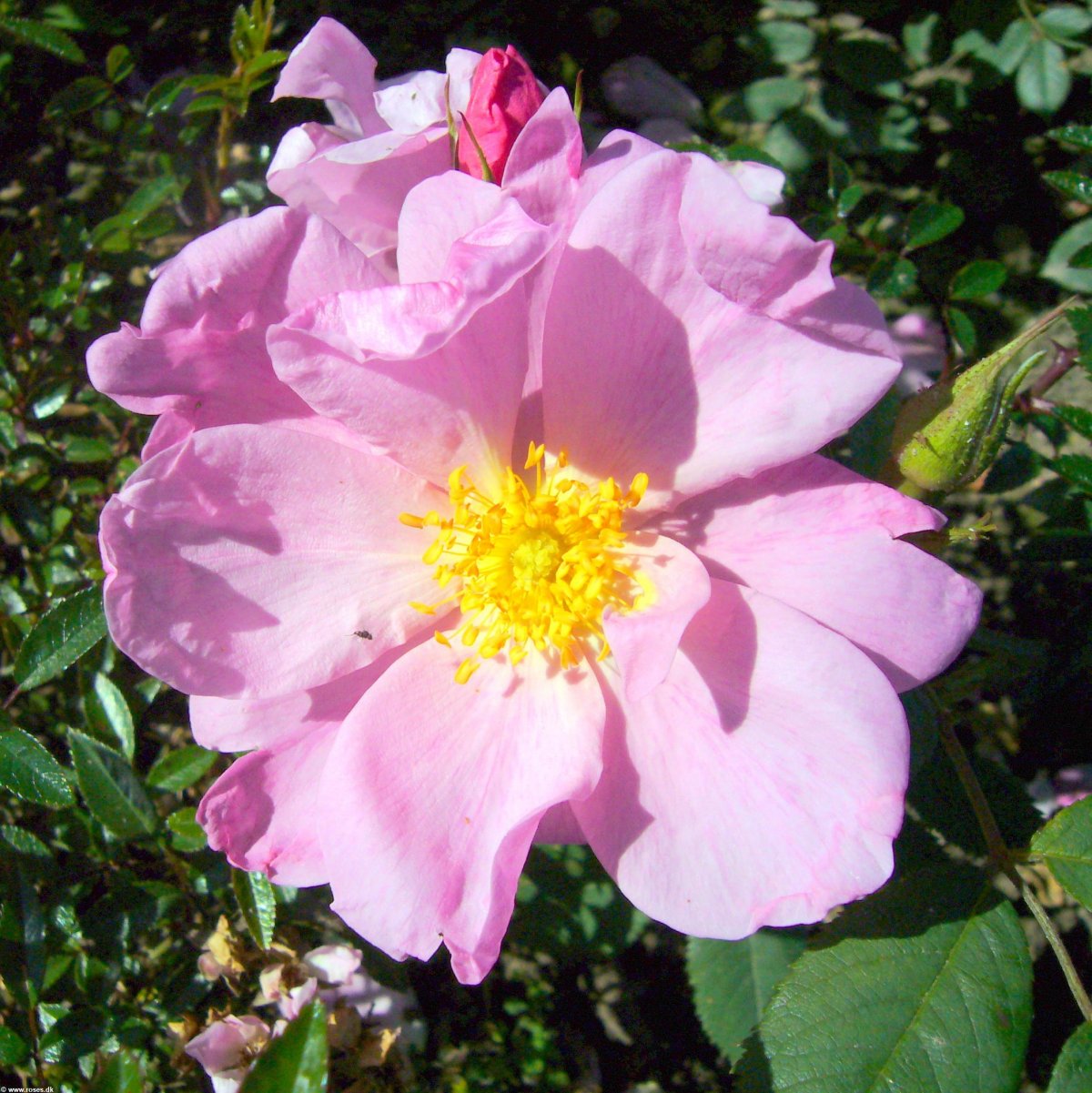 Apple Jack - 36 - Botaniske arter - Vilde roser - MY-GARDEN