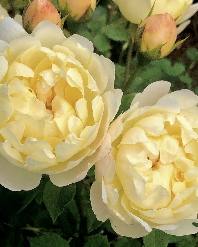 Nye Bevan - 39 - Austin hybrider eller Engelske Roser - MY-GARDEN