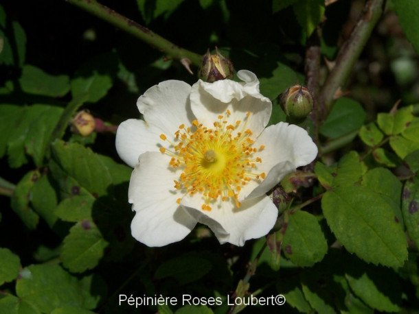 Rosa arvensis - 36 - Botaniske arter - Vilde roser - MY-GARDEN