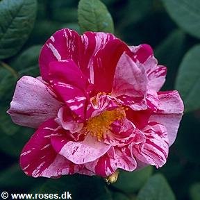 Rosa Mundi - 17 - Gallica - Fransk Rose - MY-GARDEN