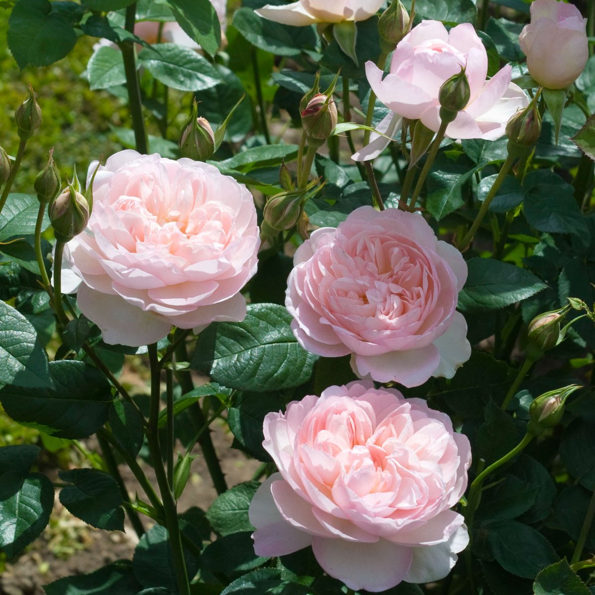 Gentle Hermione - 39 - Austin hybrider eller Engelske Roser - MY-GARDEN