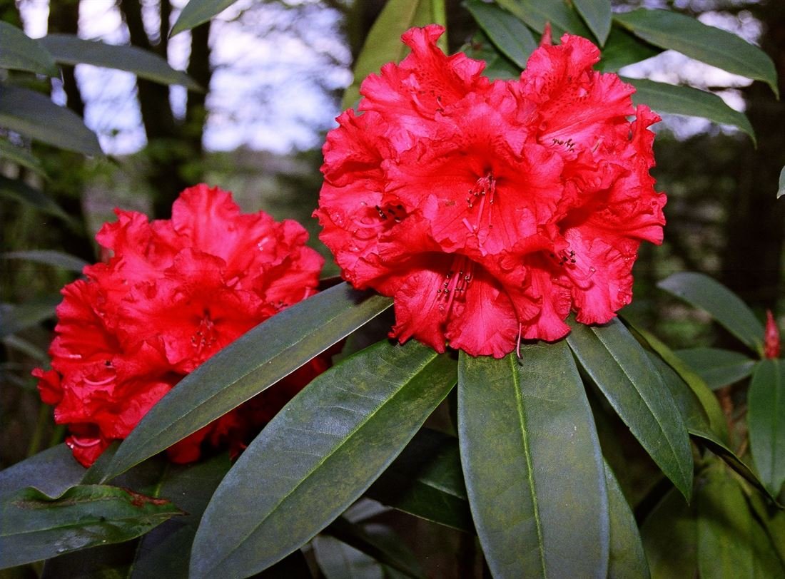 Rh. Taurus - Rhododendron - MY-GARDEN