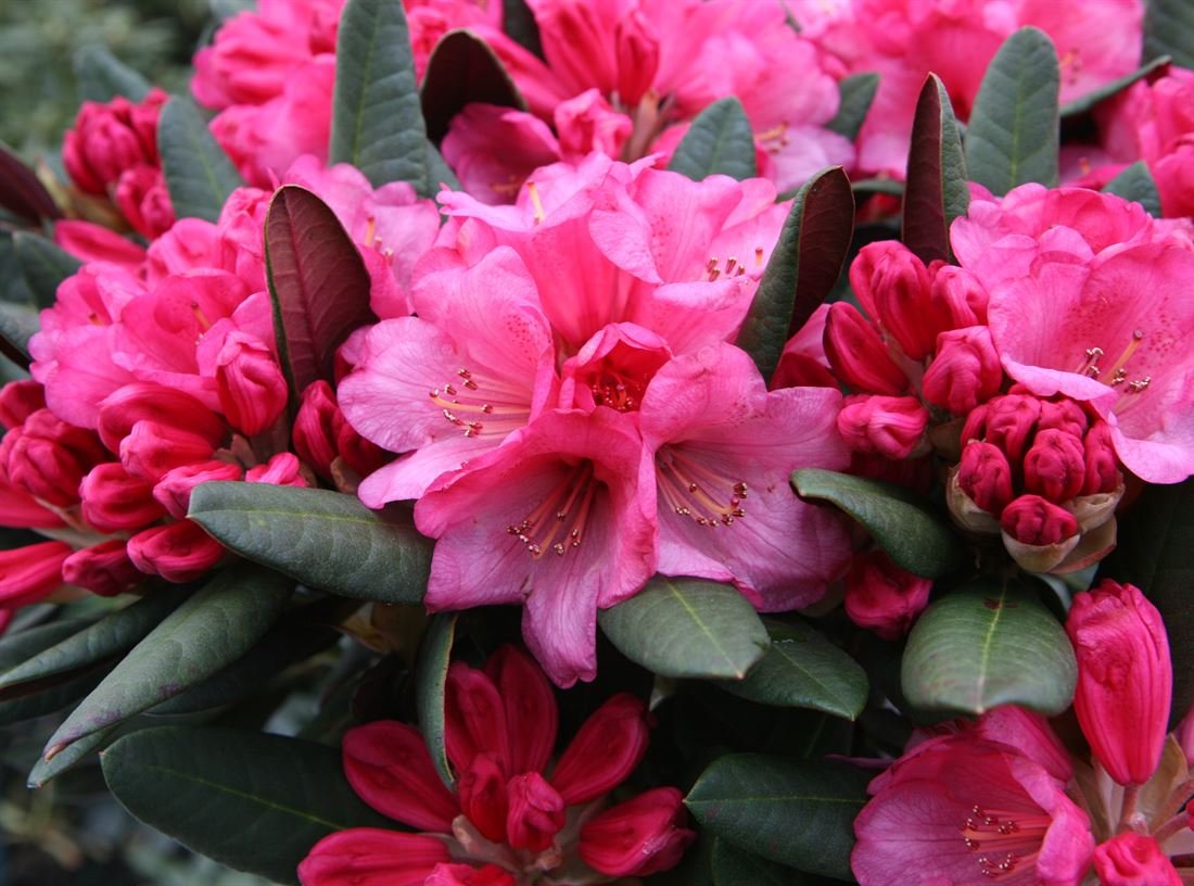 Rh. Wine and Roses - Rhododendron - MY-GARDEN