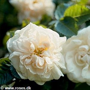 11 - Alba - Albarose - MY-GARDEN